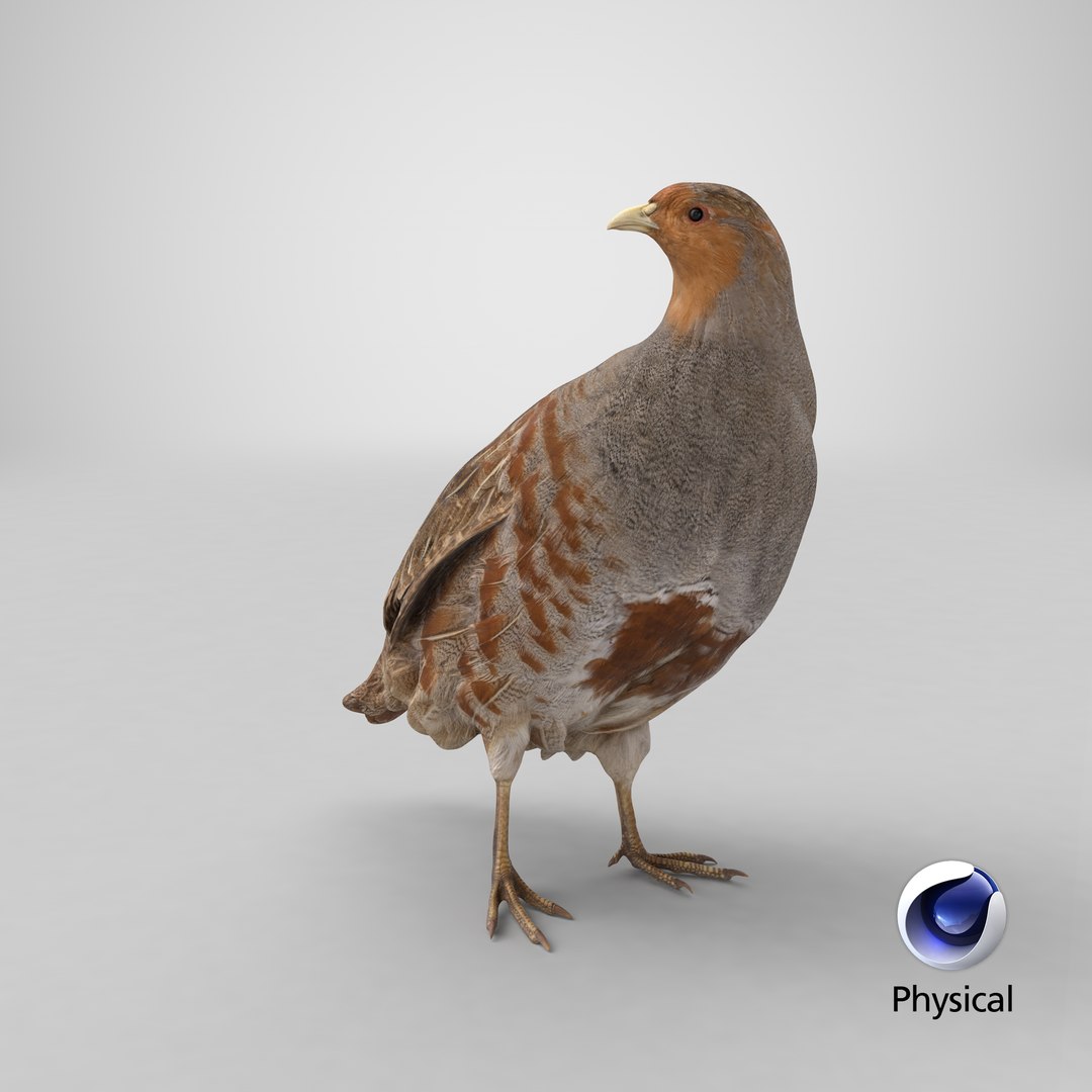 3D Gray Partridge Male 01 Model - TurboSquid 2074685
