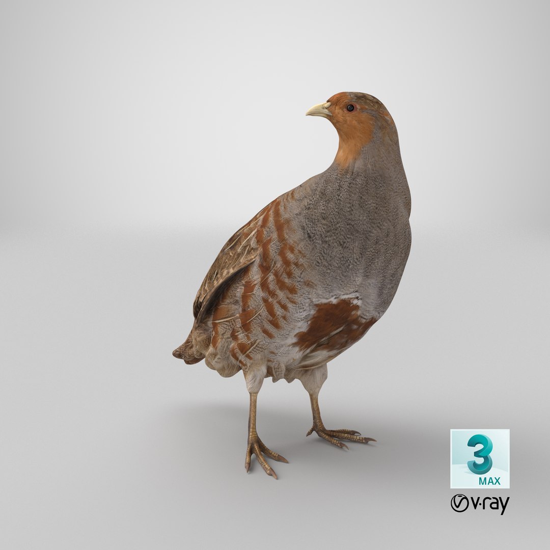 3D Gray Partridge Male 01 Model - TurboSquid 2074685