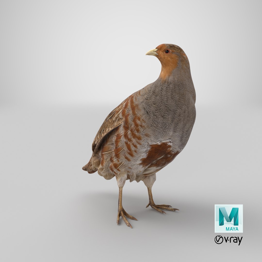 3D Gray Partridge Male 01 Model - TurboSquid 2074685