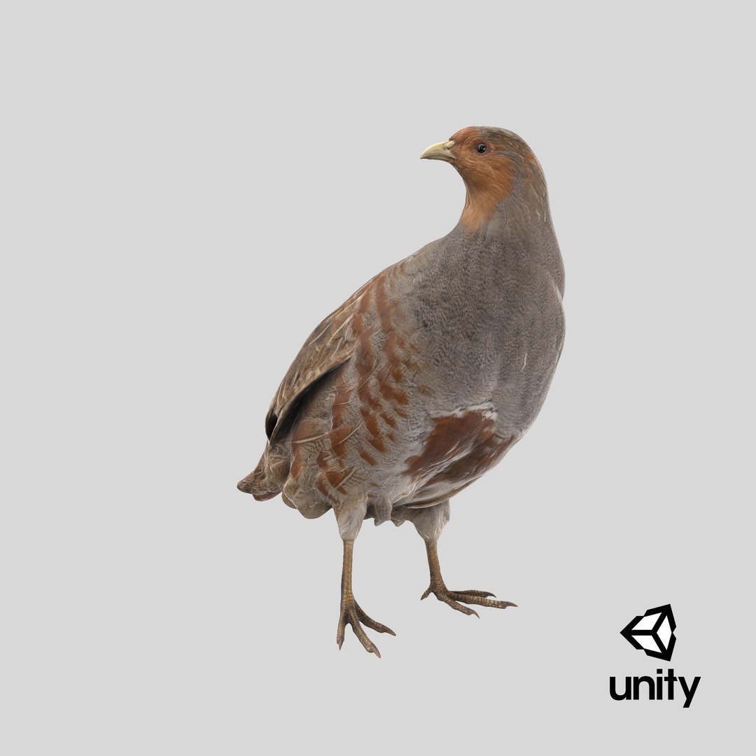 3D Gray Partridge Male 01 Model - TurboSquid 2074685