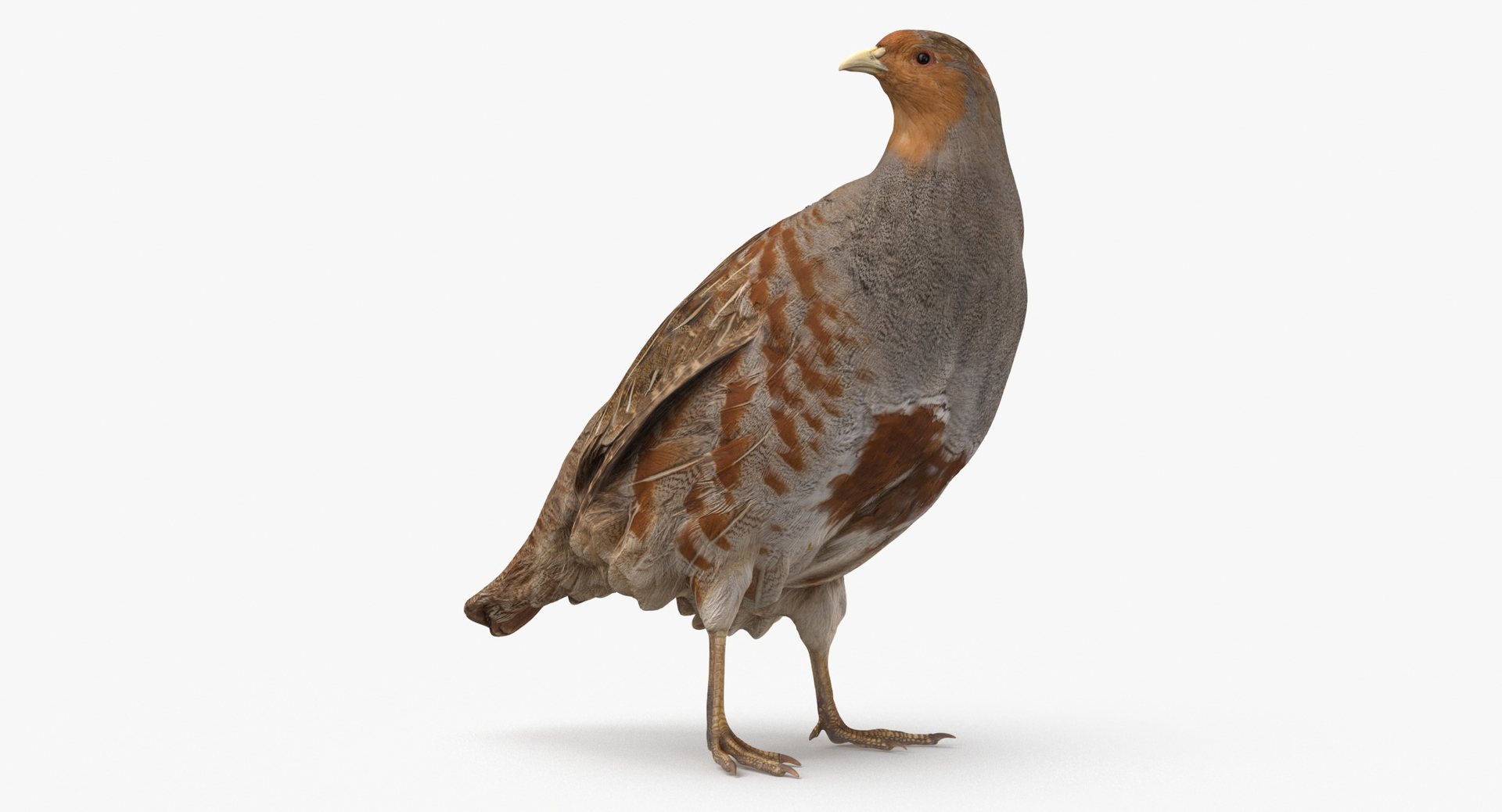 3D Gray Partridge Male 01 Model - TurboSquid 2074685