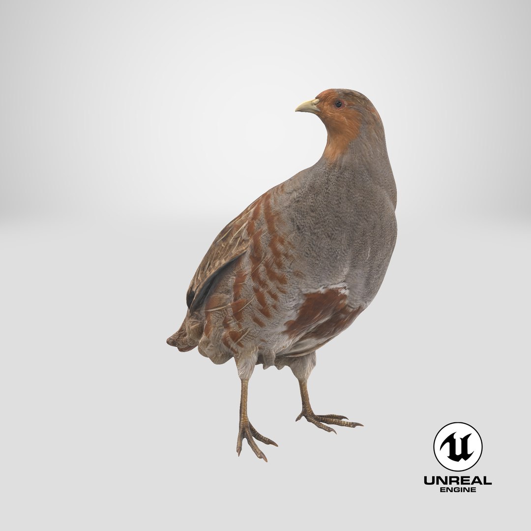 3D Gray Partridge Male 01 Model - TurboSquid 2074685