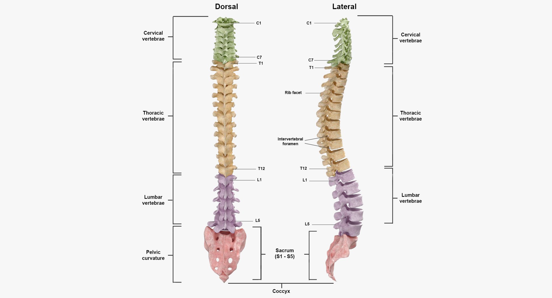 Human Lumbar Vertebrae L1 Model - TurboSquid 1657156