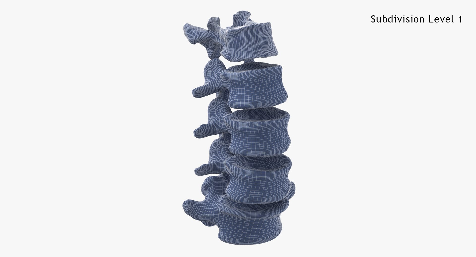 Human lumbar vertebrae l1 model - TurboSquid 1657156