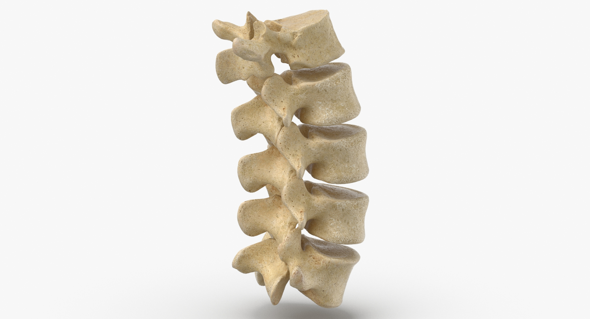 Human lumbar vertebrae l1 model - TurboSquid 1657156