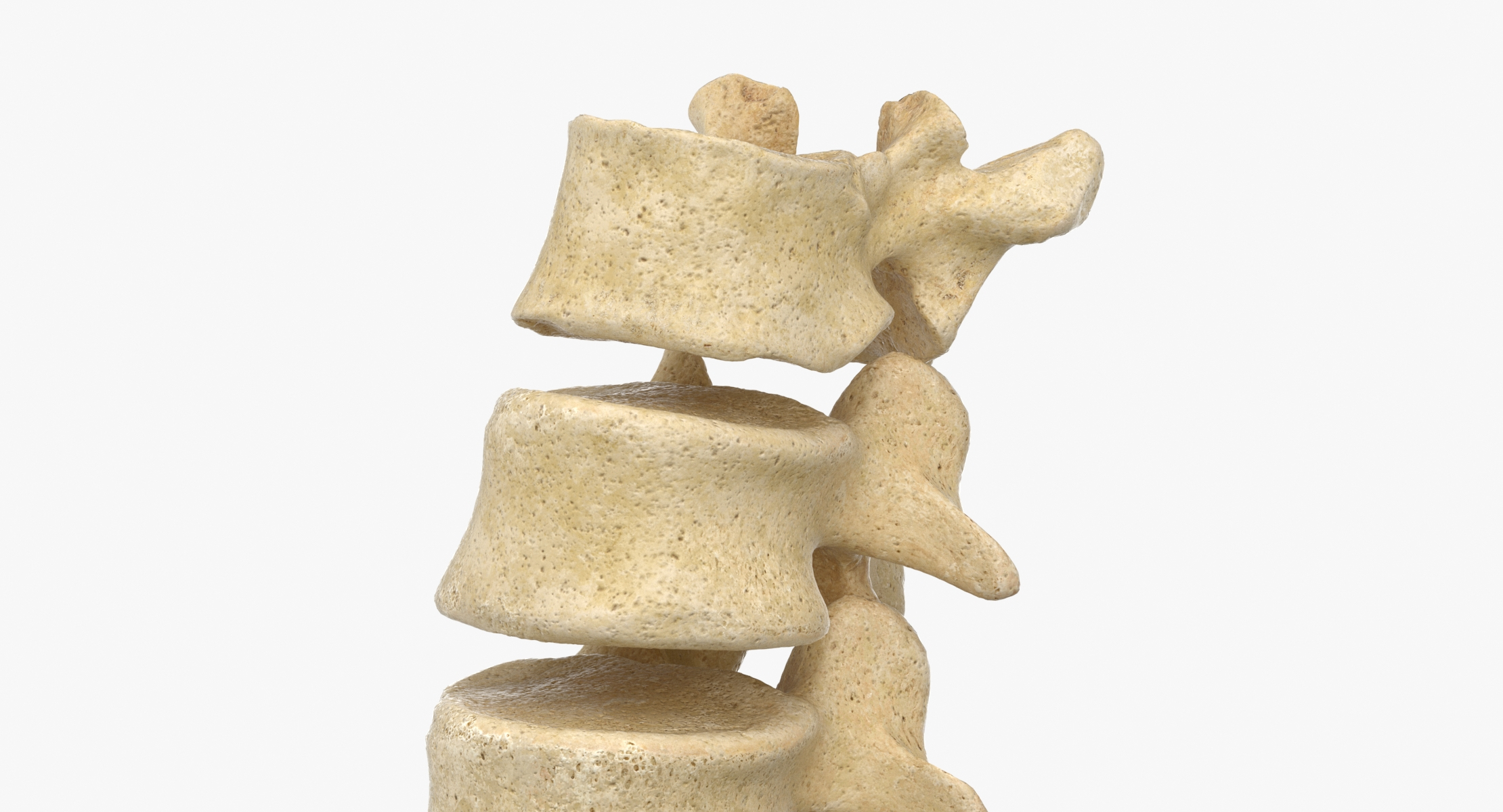 modelo 3d Vértebras lumbares humanas reales L1 a L5 Huesos 01 ...