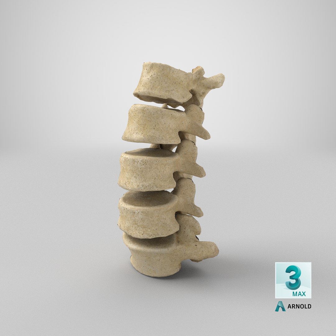 Human lumbar vertebrae l1 model - TurboSquid 1657156