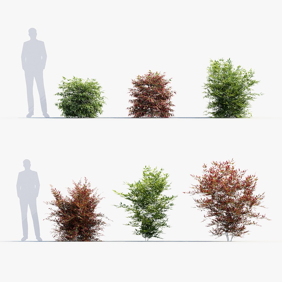 3D Nandina Domestica Heavenly Bamboo 3D Model - TurboSquid 2044754