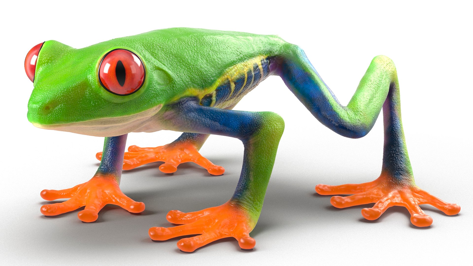 Red Eyed Tree Frog Realistic Rigged For Cinema 4D 3D Model - TurboSquid ...