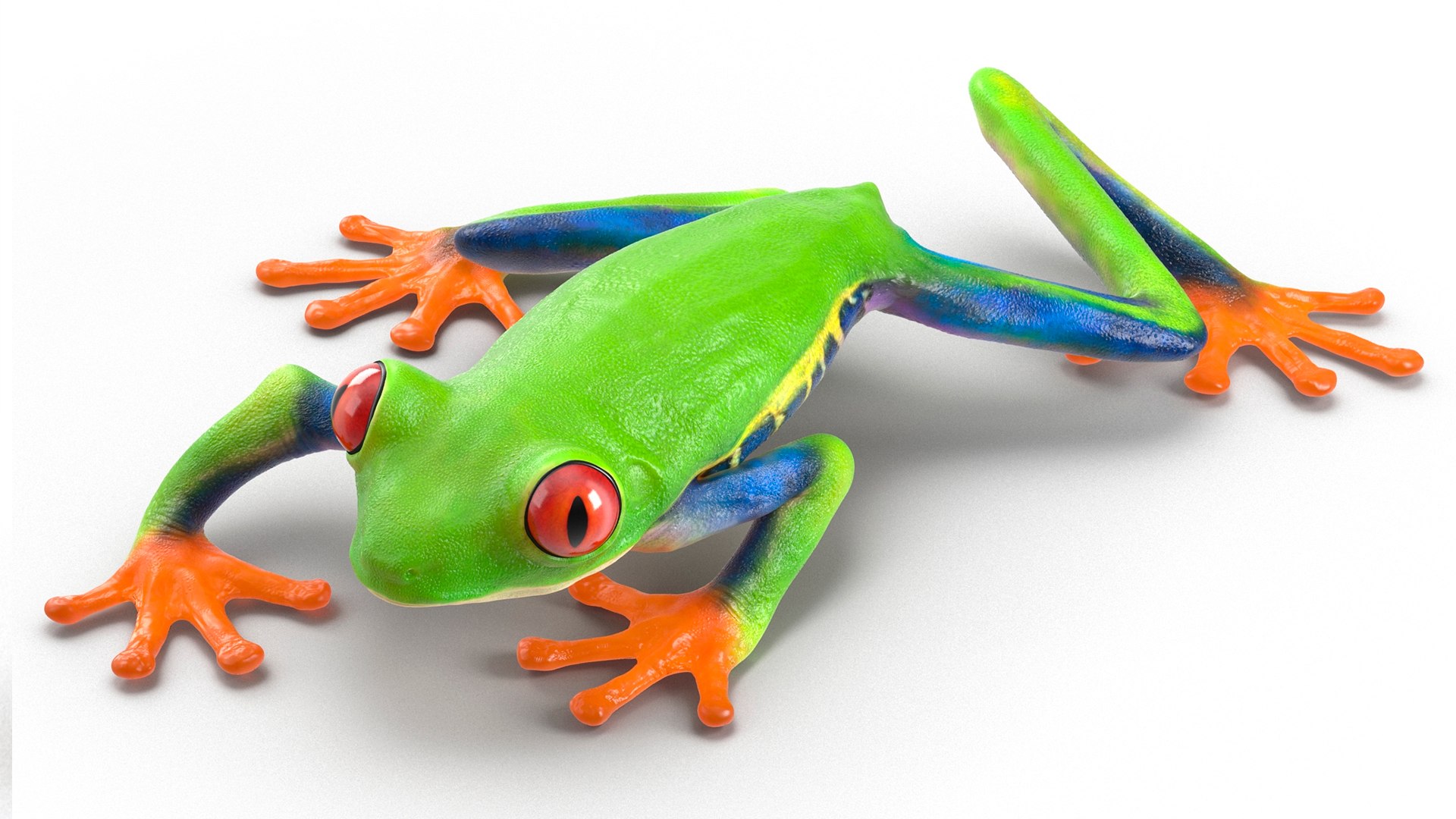 Red Eyed Tree Frog Realistic Rigged For Cinema 4D 3D Model - TurboSquid ...
