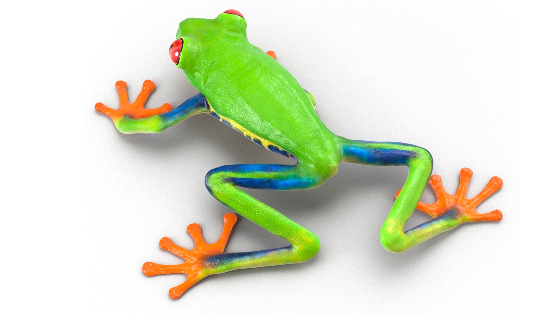 Red Eyed Tree Frog Realistic Rigged For Cinema 4D 3D Model - TurboSquid ...