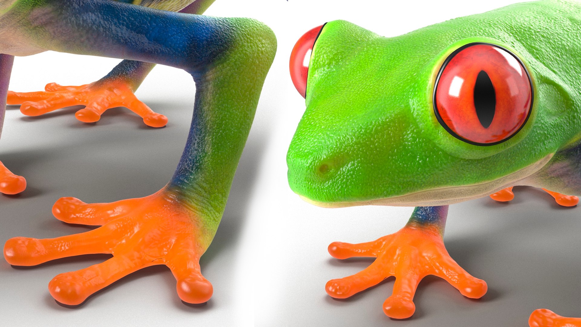 Red Eyed Tree Frog Realistic Rigged For Cinema 4D 3D Model - TurboSquid ...