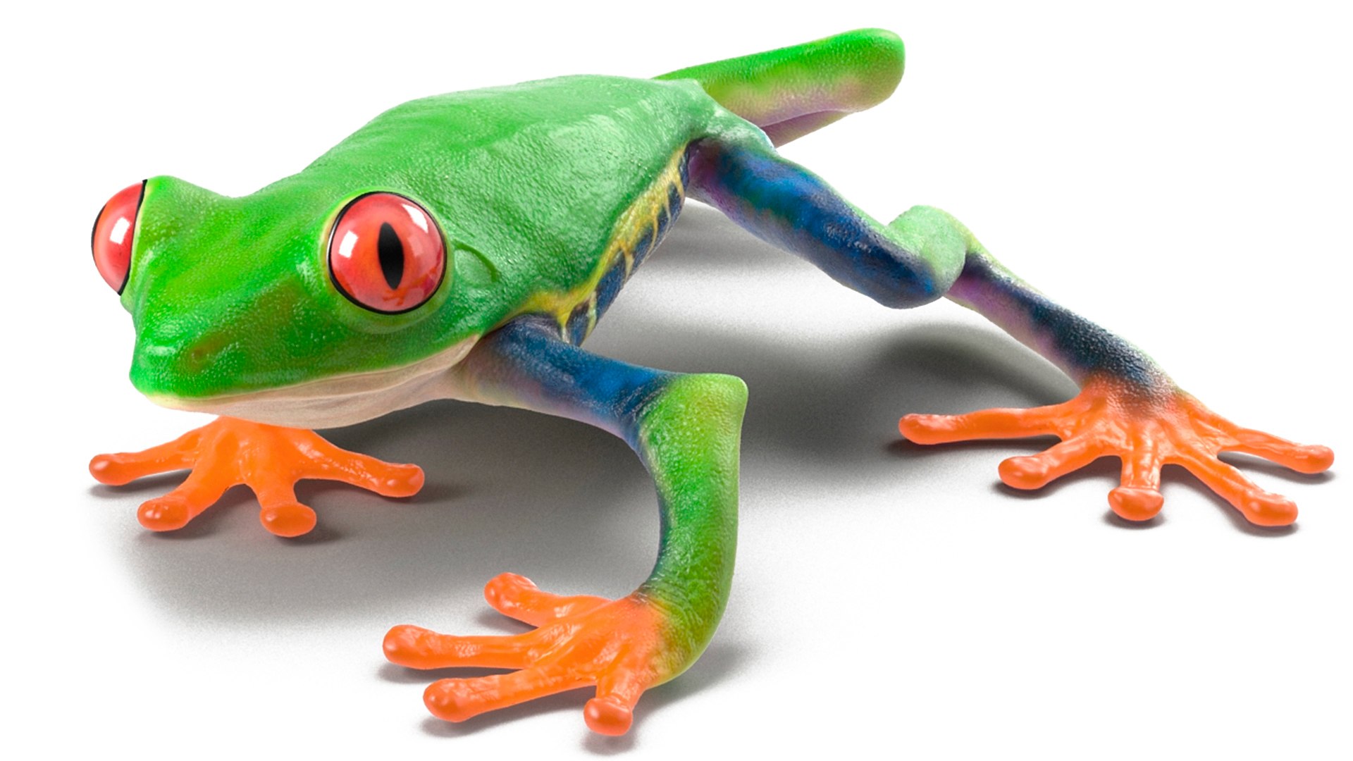 Red Eyed Tree Frog Realistic Rigged For Cinema 4D 3D Model - TurboSquid ...