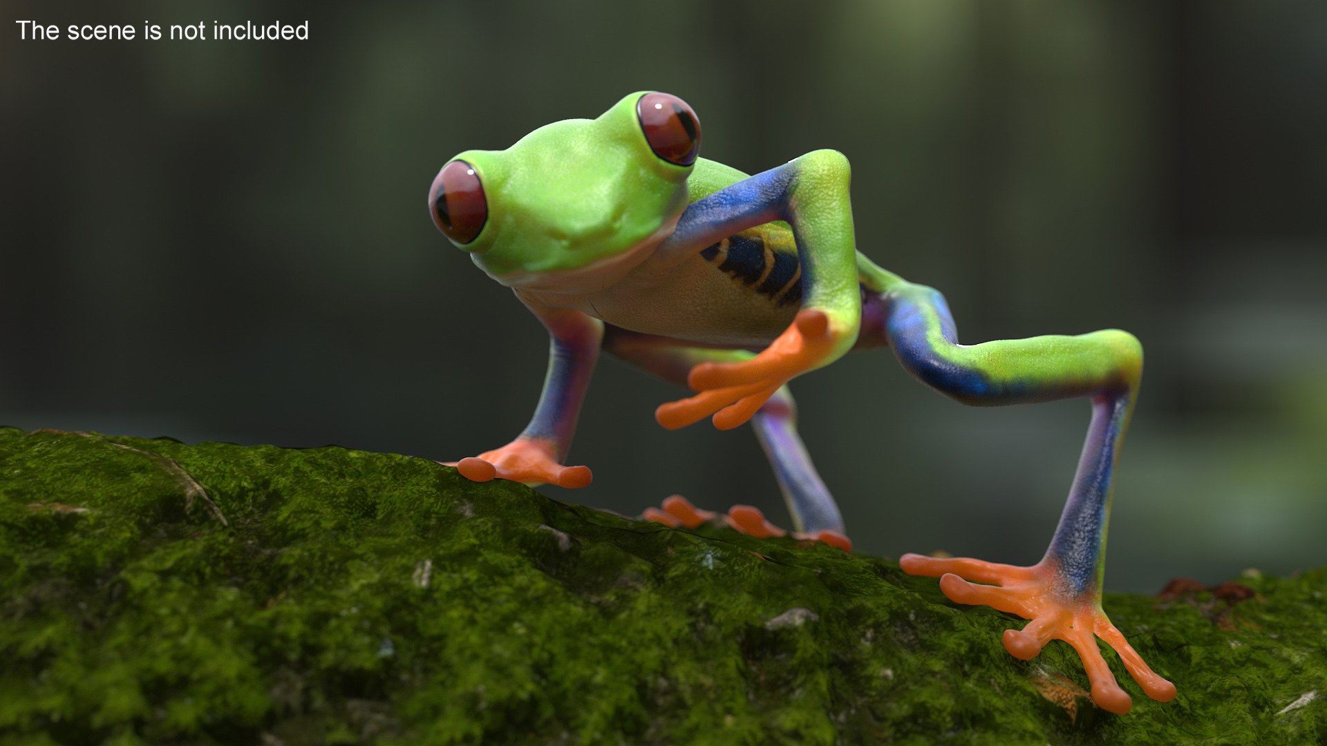Red Eyed Tree Frog Realistic Rigged For Cinema 4D 3D Model - TurboSquid ...