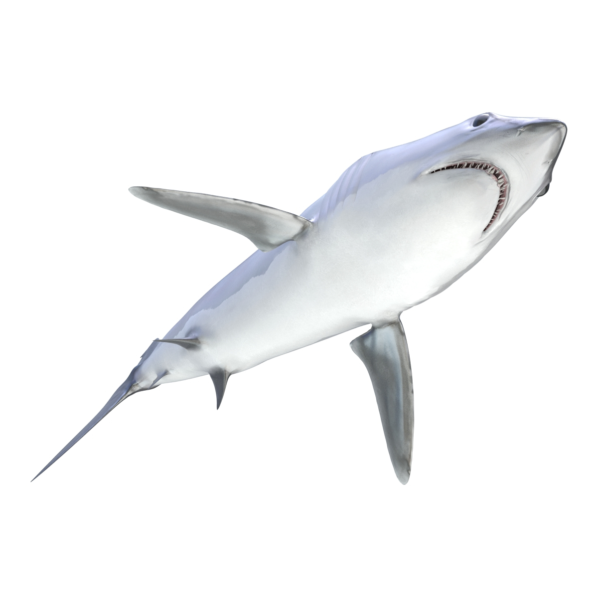 shortfin mako shark 2 3d c4d