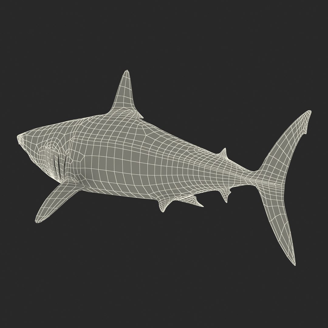 Shortfin Mako Shark 2 3d C4d