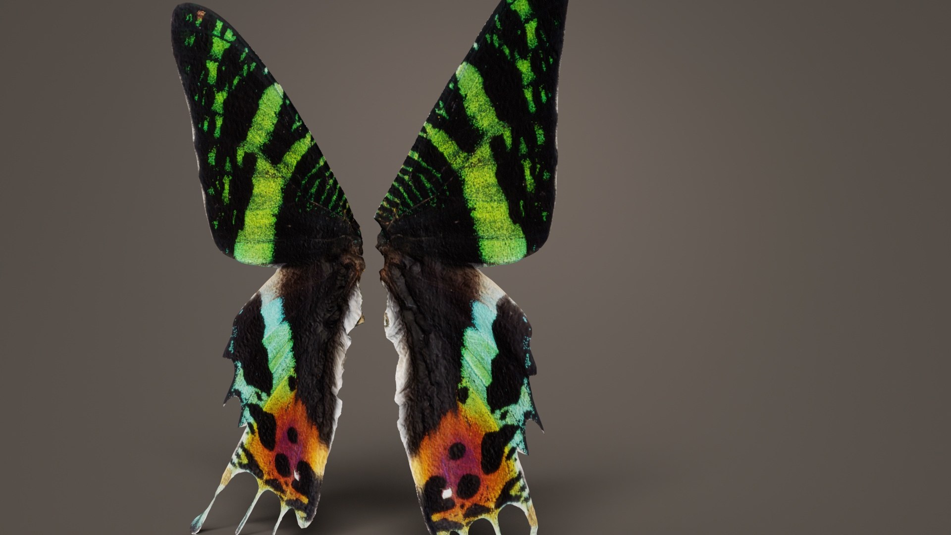 Urania Leilus Madagascan Sunset Moth Remastered 3D - TurboSquid 2359893