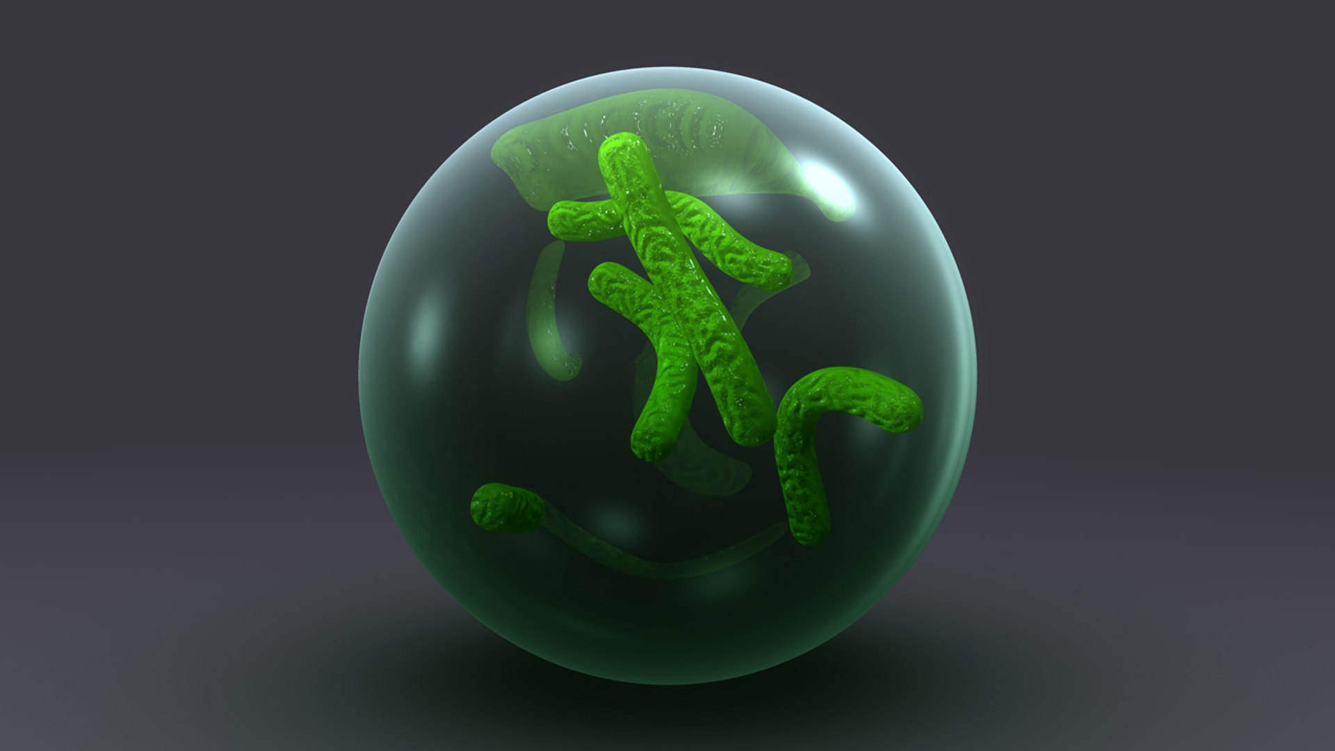 3d model tb bacteria