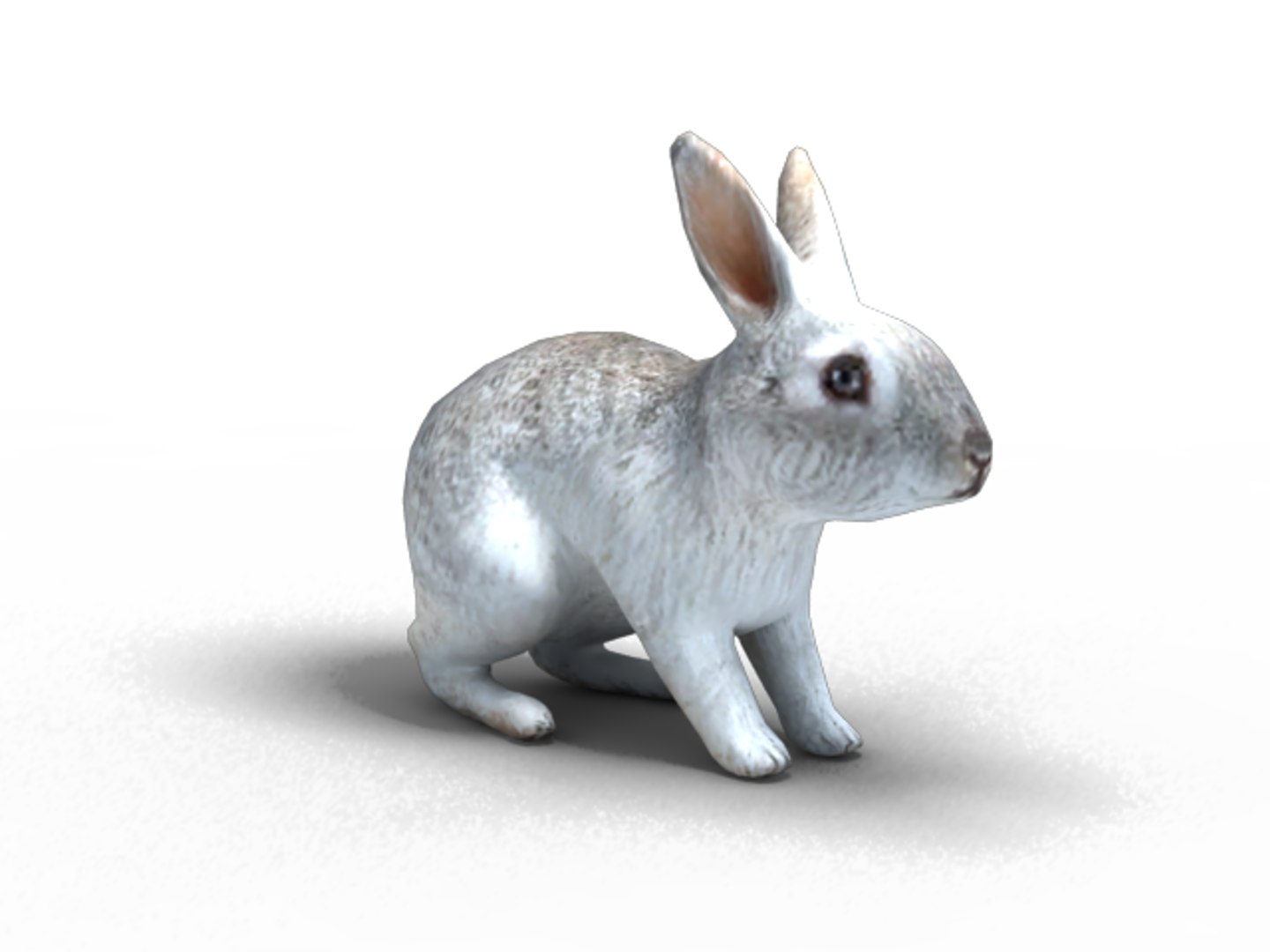 Rabbit Animation 3d Fbx