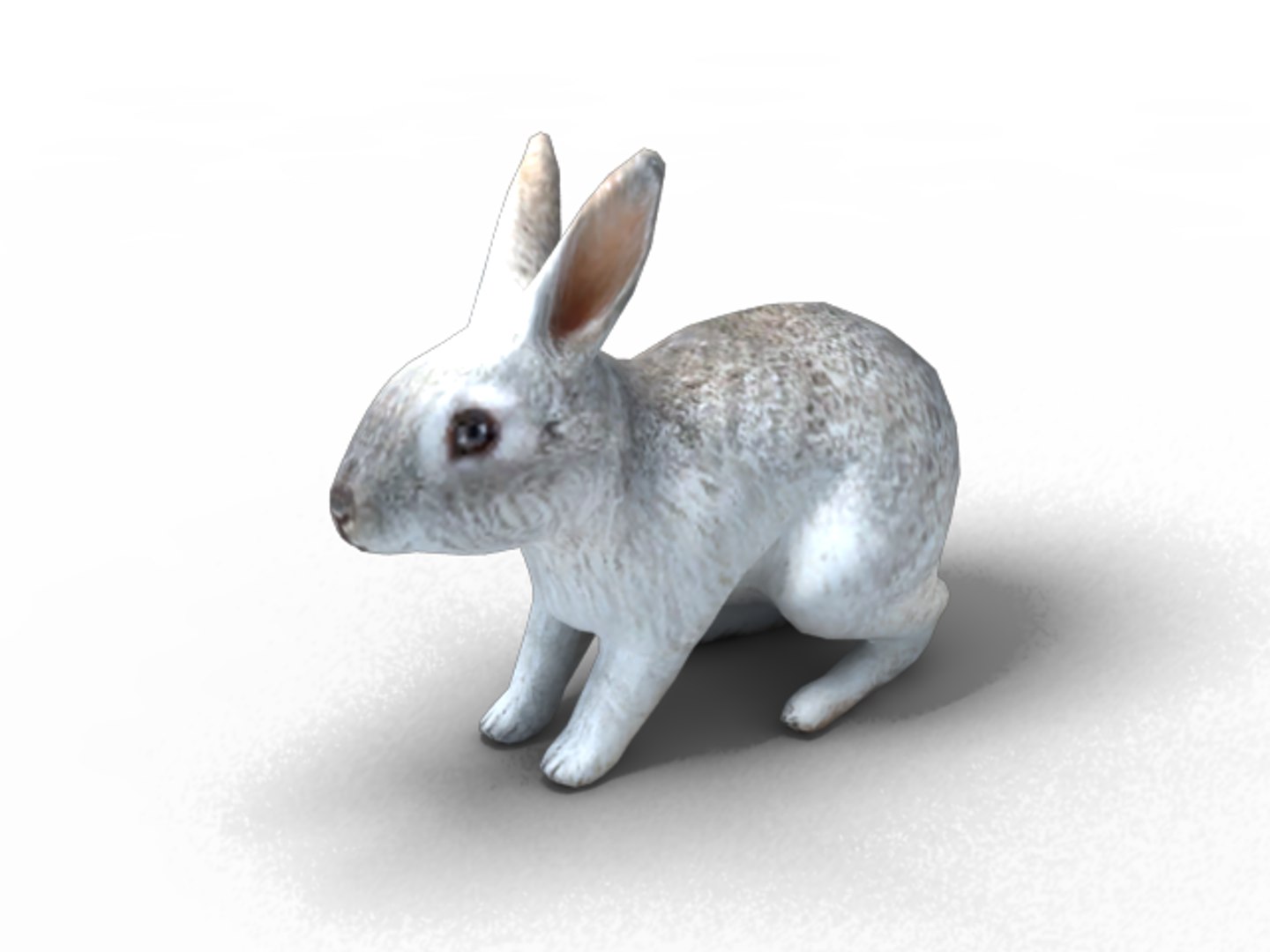 Rabbit Animation 3d Fbx