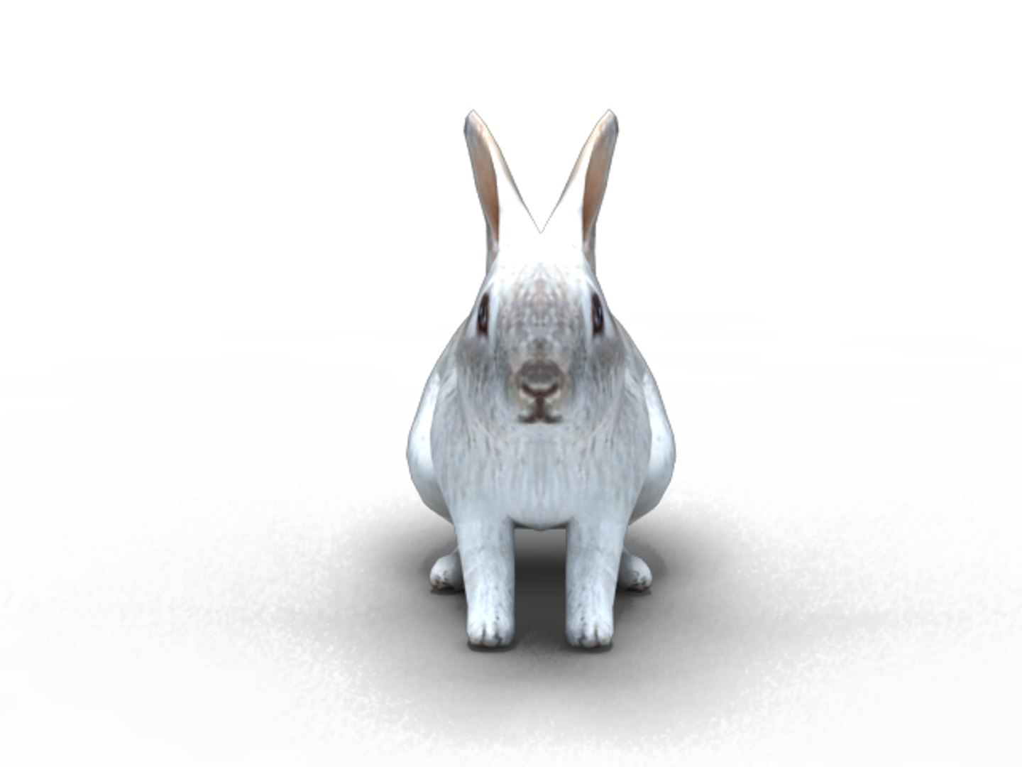 Rabbit Animation 3d Fbx