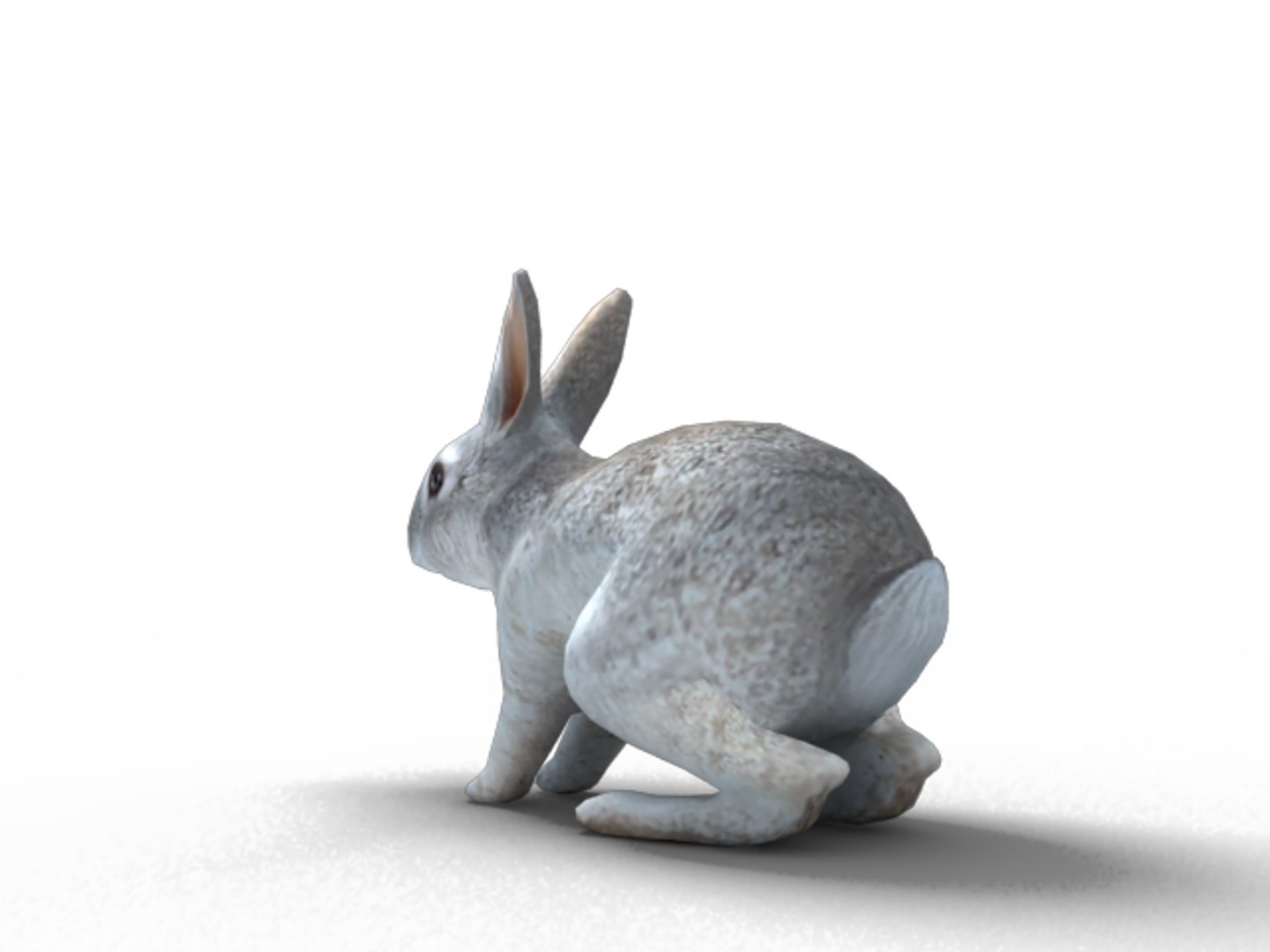 Rabbit Animation 3d Fbx