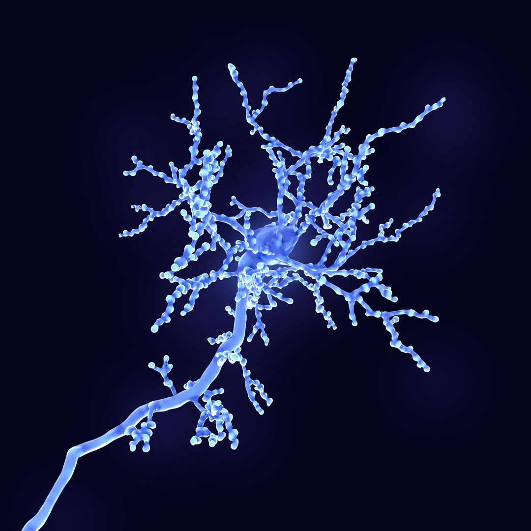 Cerebral Cortex Neuron 3D Model - TurboSquid 1391793