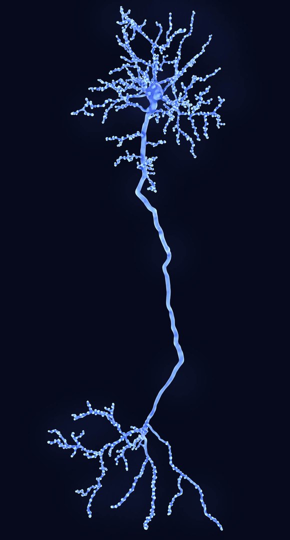 Cerebral Cortex Neuron 3D Model - TurboSquid 1391793