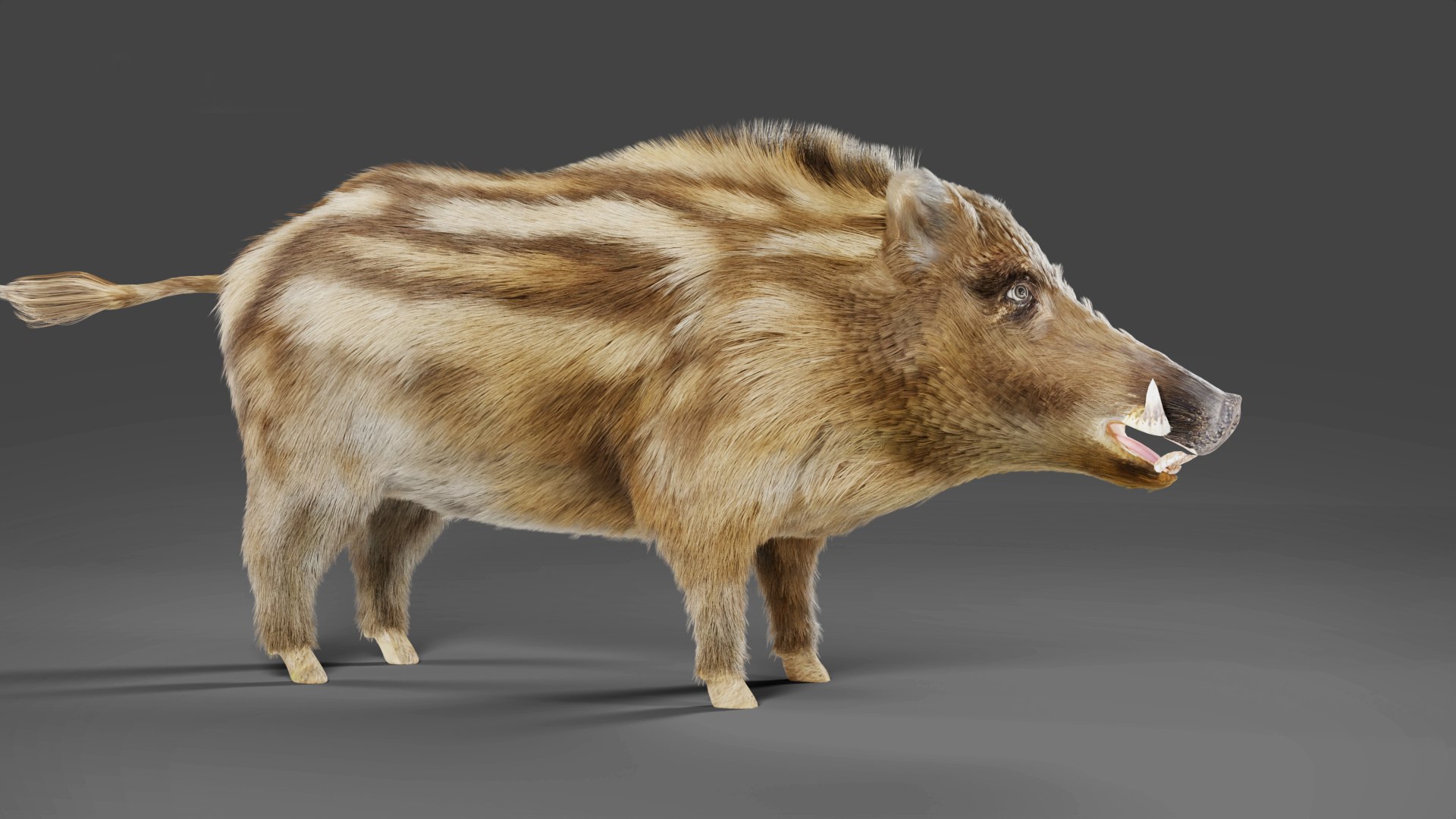 3D Fur Wild Boar V03 Rigged and Animation model - TurboSquid 1991106