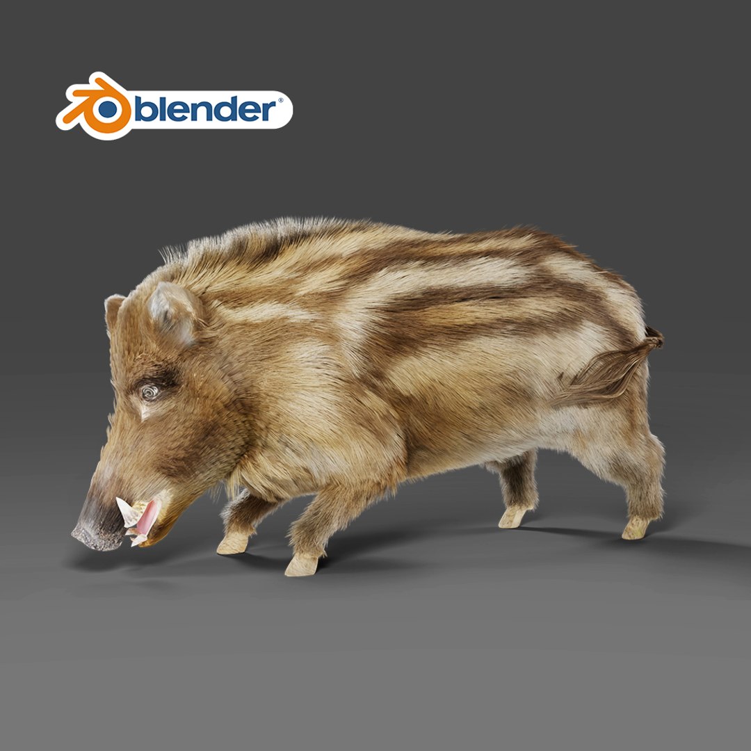 3D Fur Wild Boar V03 Rigged and Animation model - TurboSquid 1991106