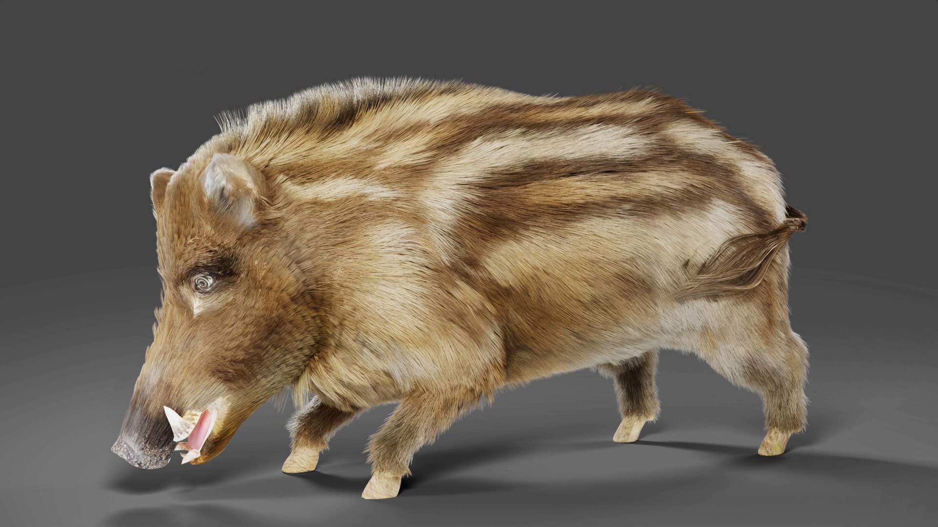 3D Fur Wild Boar V03 Rigged and Animation model - TurboSquid 1991106