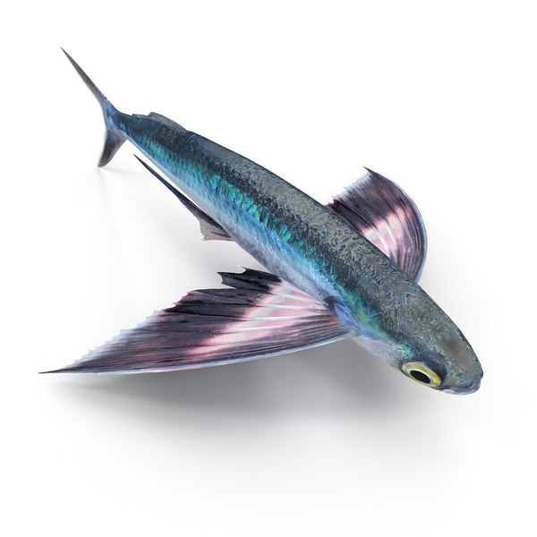 Anatomía Del Pez Volador PECES VOLADORES EN SU HABITAT Pez Volador