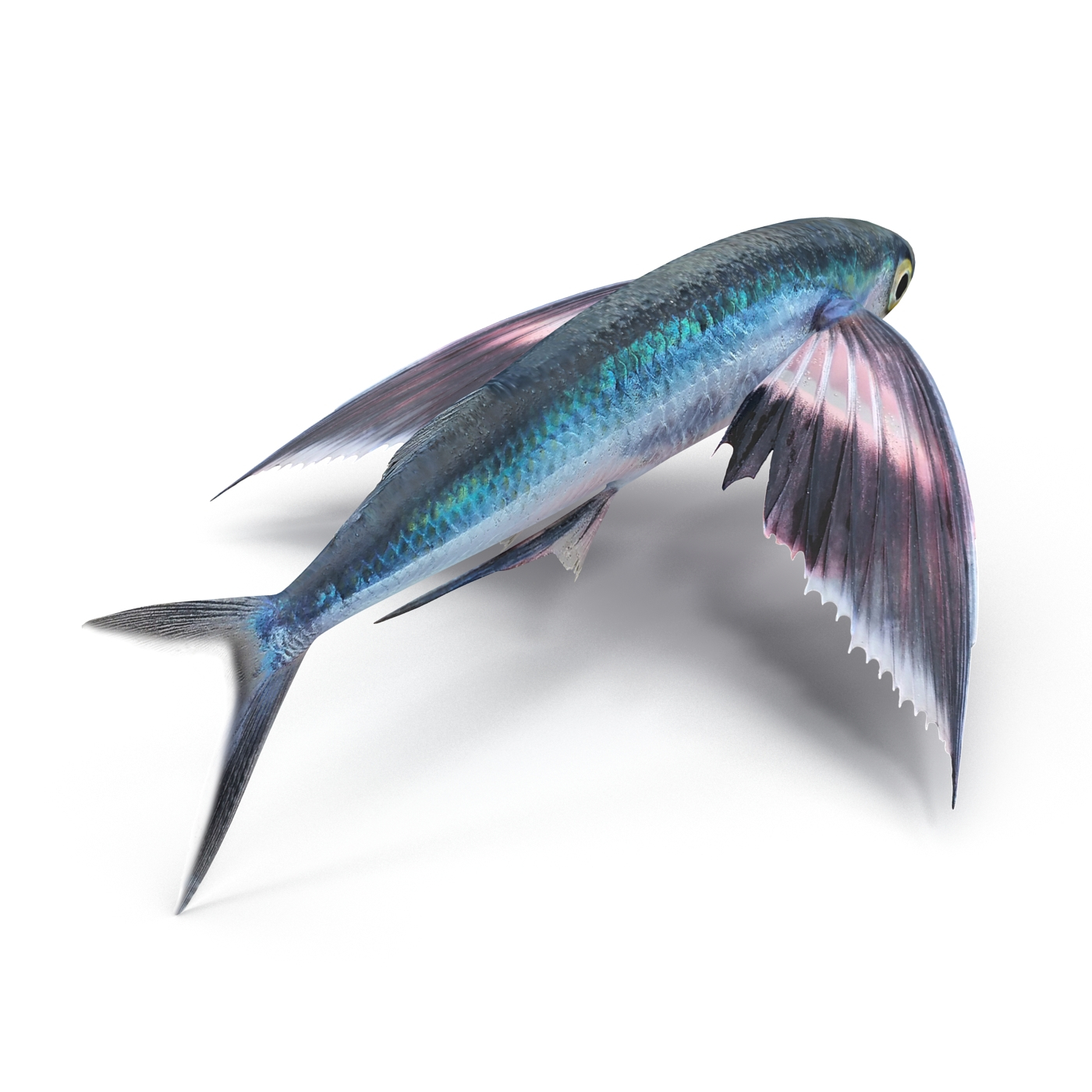 max flying fish