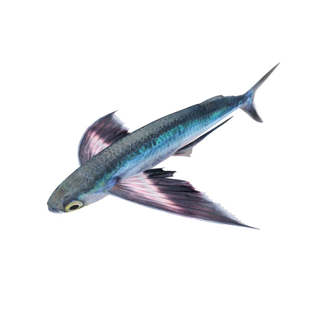 Max Flying Fish