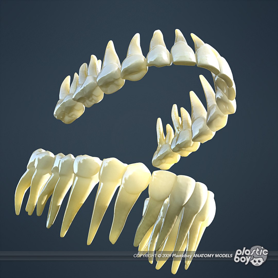 Dental Teeth Gums Skull 3d Model