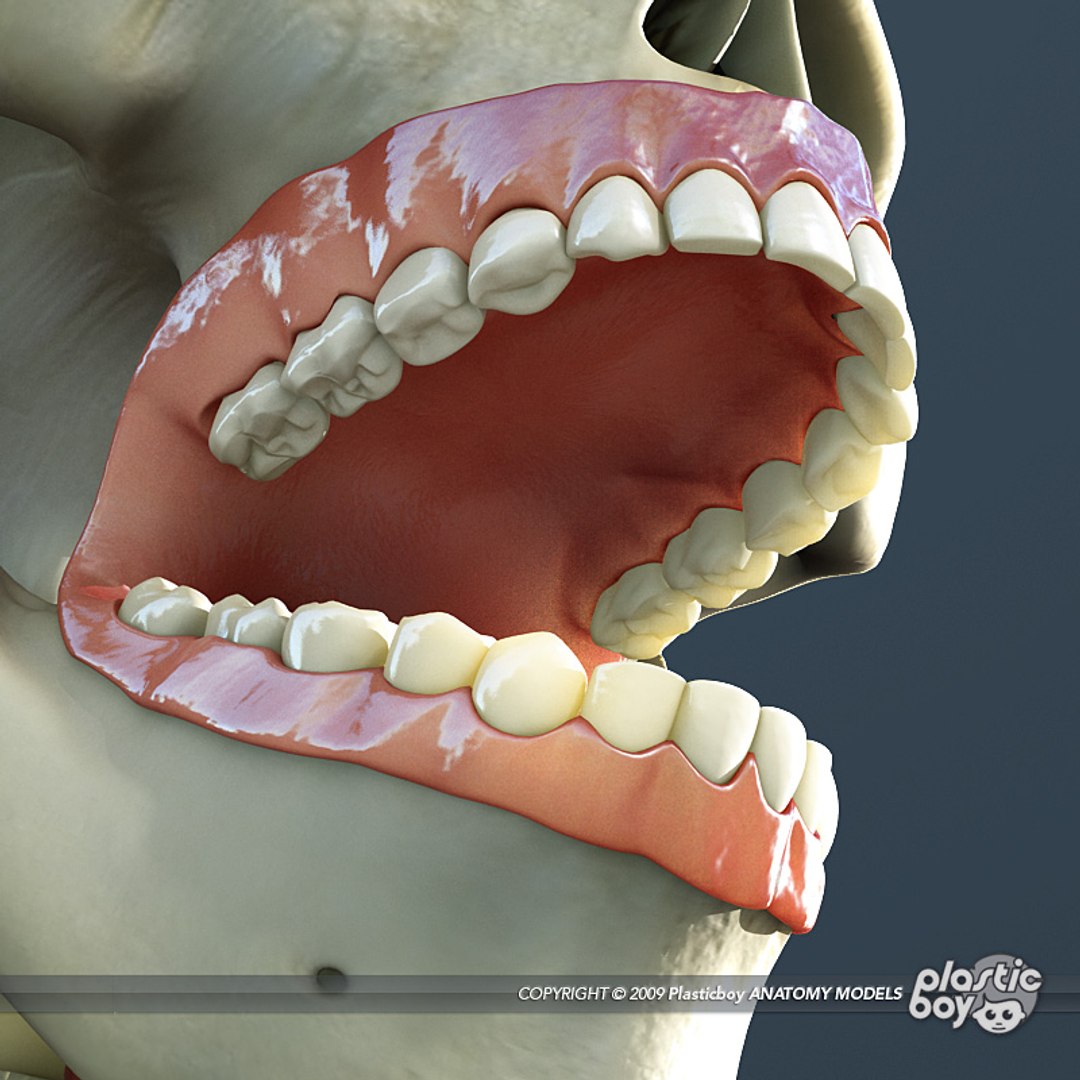 Dental Teeth Gums Skull 3d Model