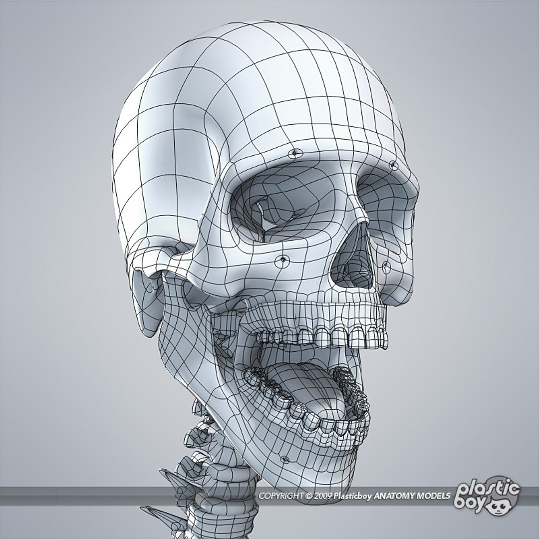 Dental Teeth Gums Skull 3d Model