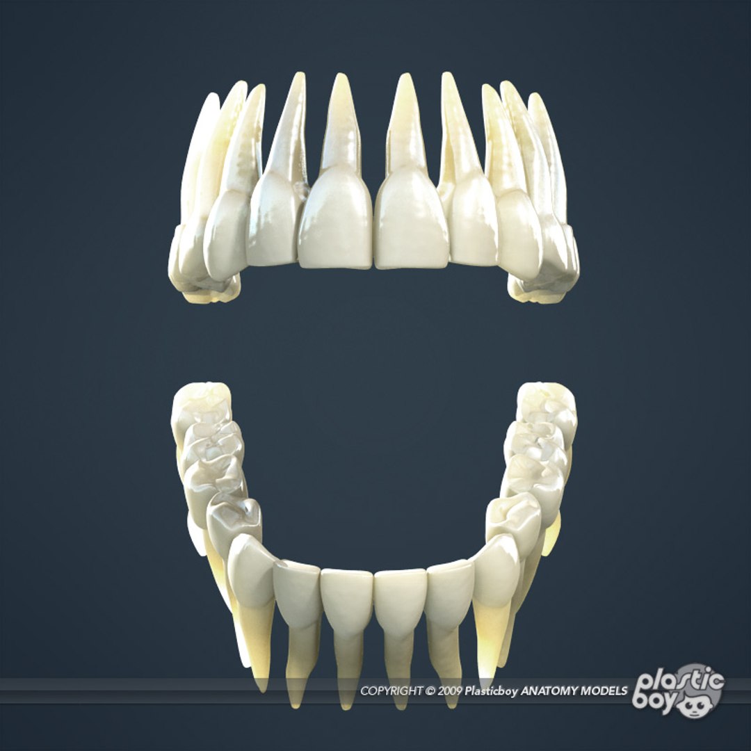 Dental Teeth Gums Skull 3d Model