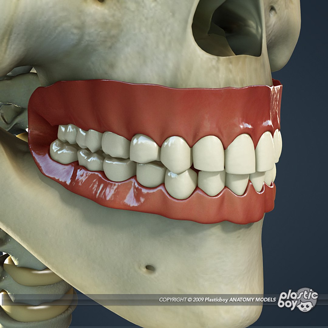 Dental Teeth Gums Skull 3d Model