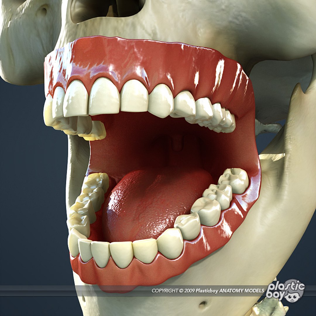 Dental Teeth Gums Skull 3d Model