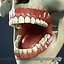 Dental Teeth Gums Skull 3d Model