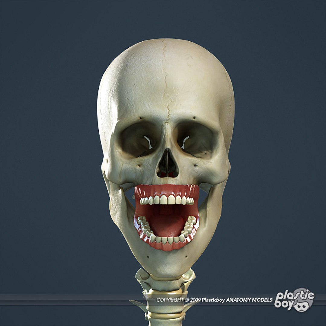 Dental Teeth Gums Skull 3d Model