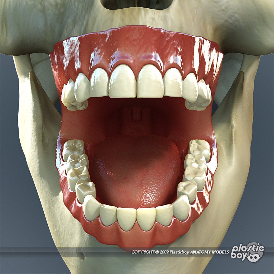 Dental Teeth Gums Skull 3d Model