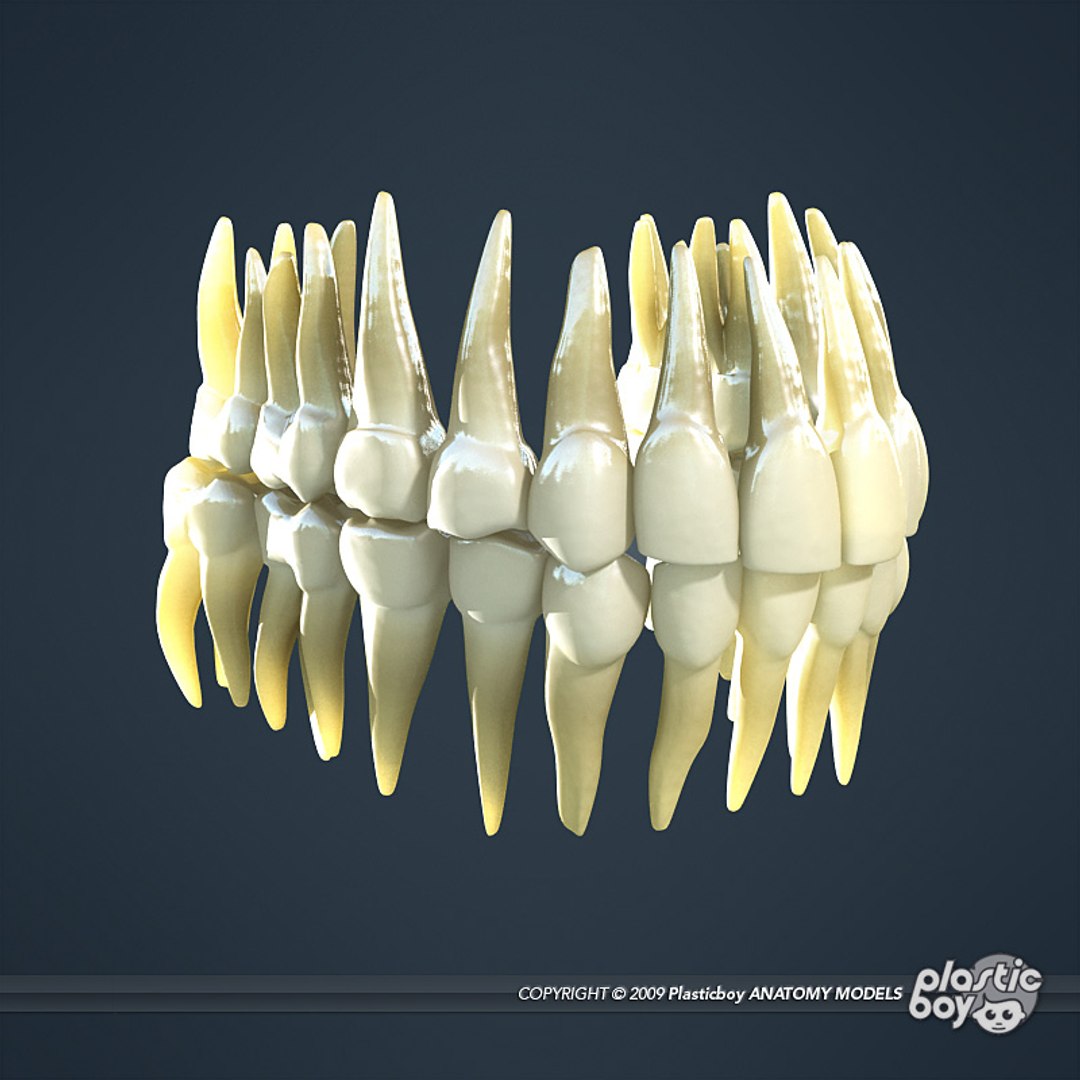 Dental Teeth Gums Skull 3d Model