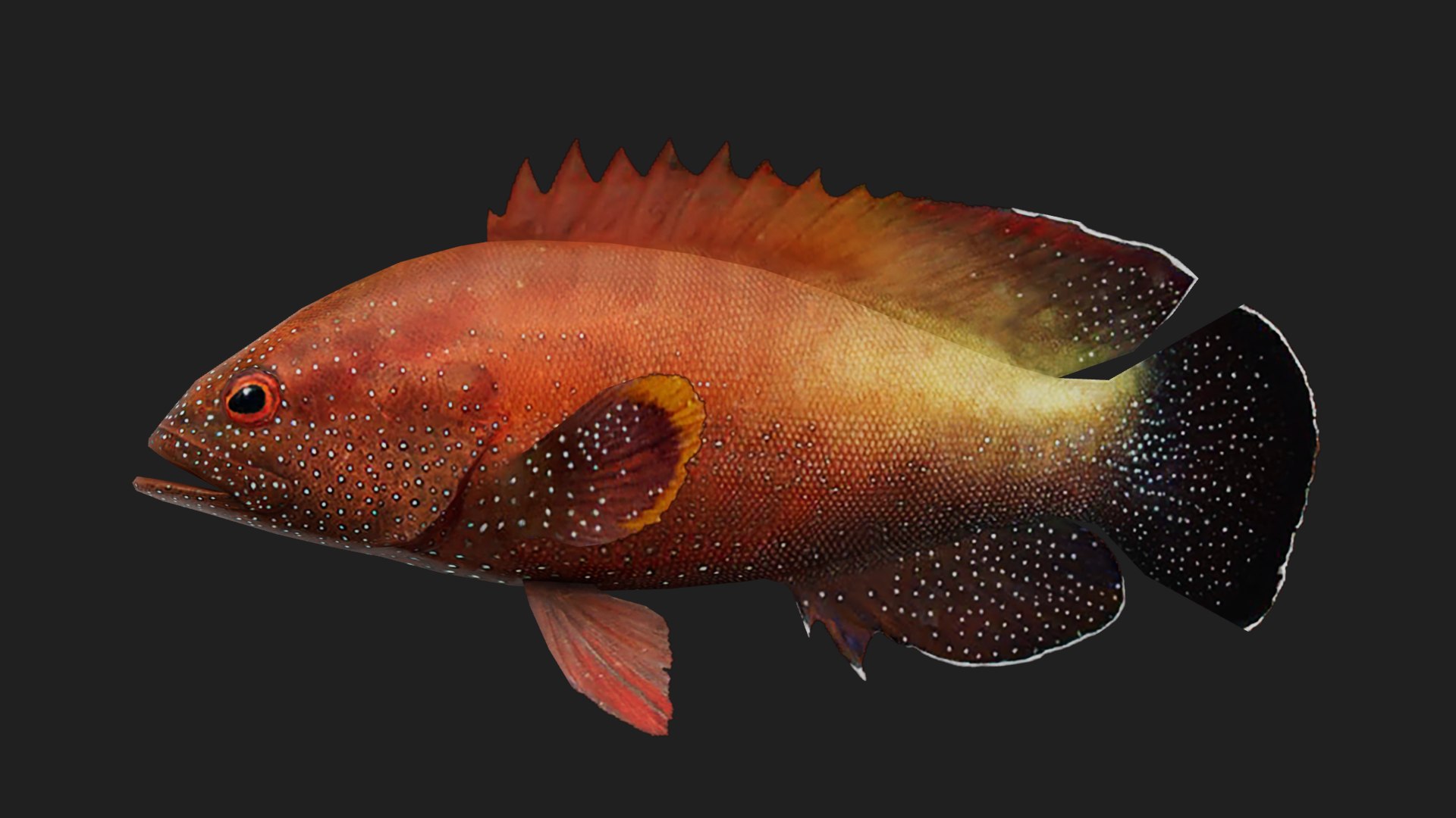 Bass Fish 3D Model - TurboSquid 2123222