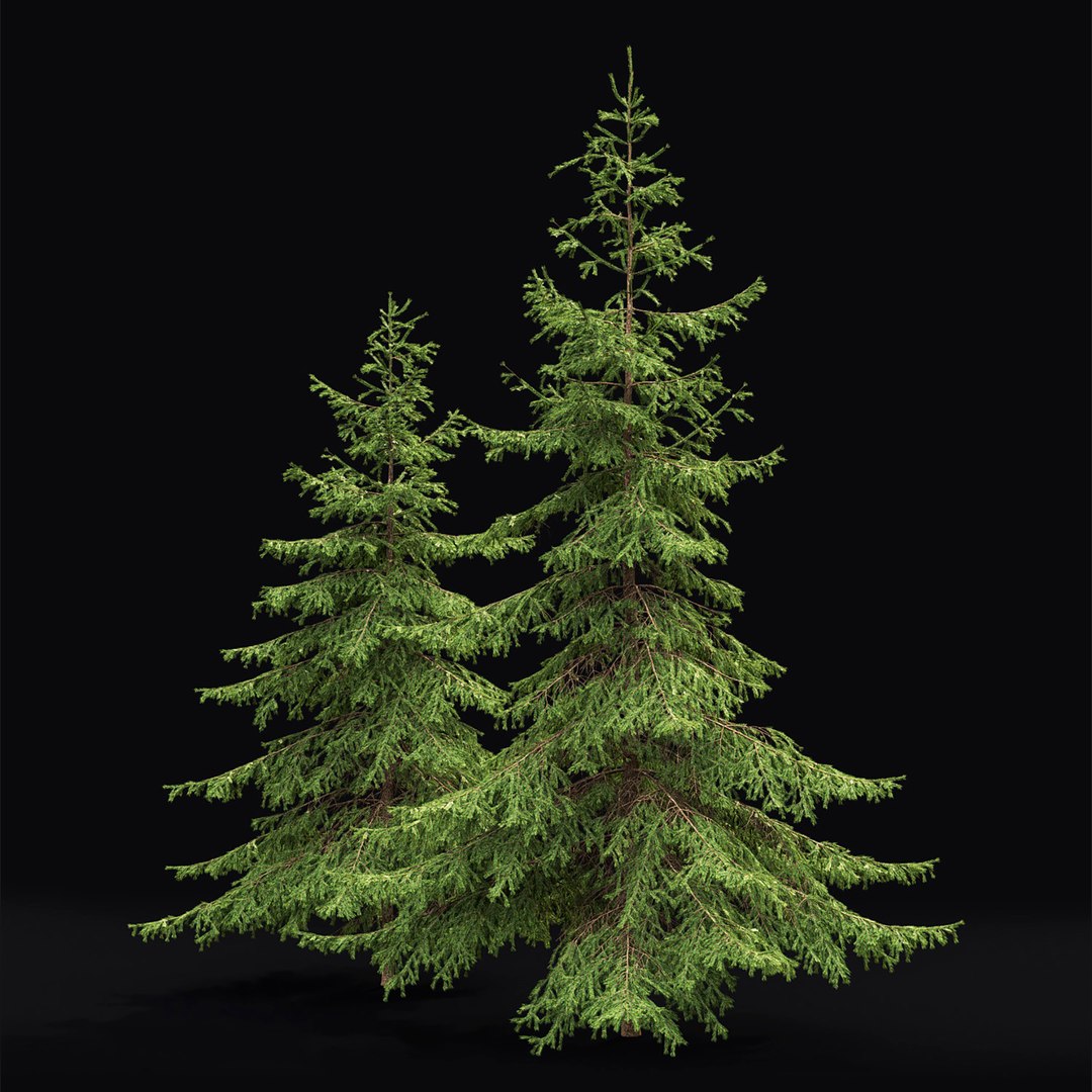 Spruce Tree Nature 3D Model - TurboSquid 1693823