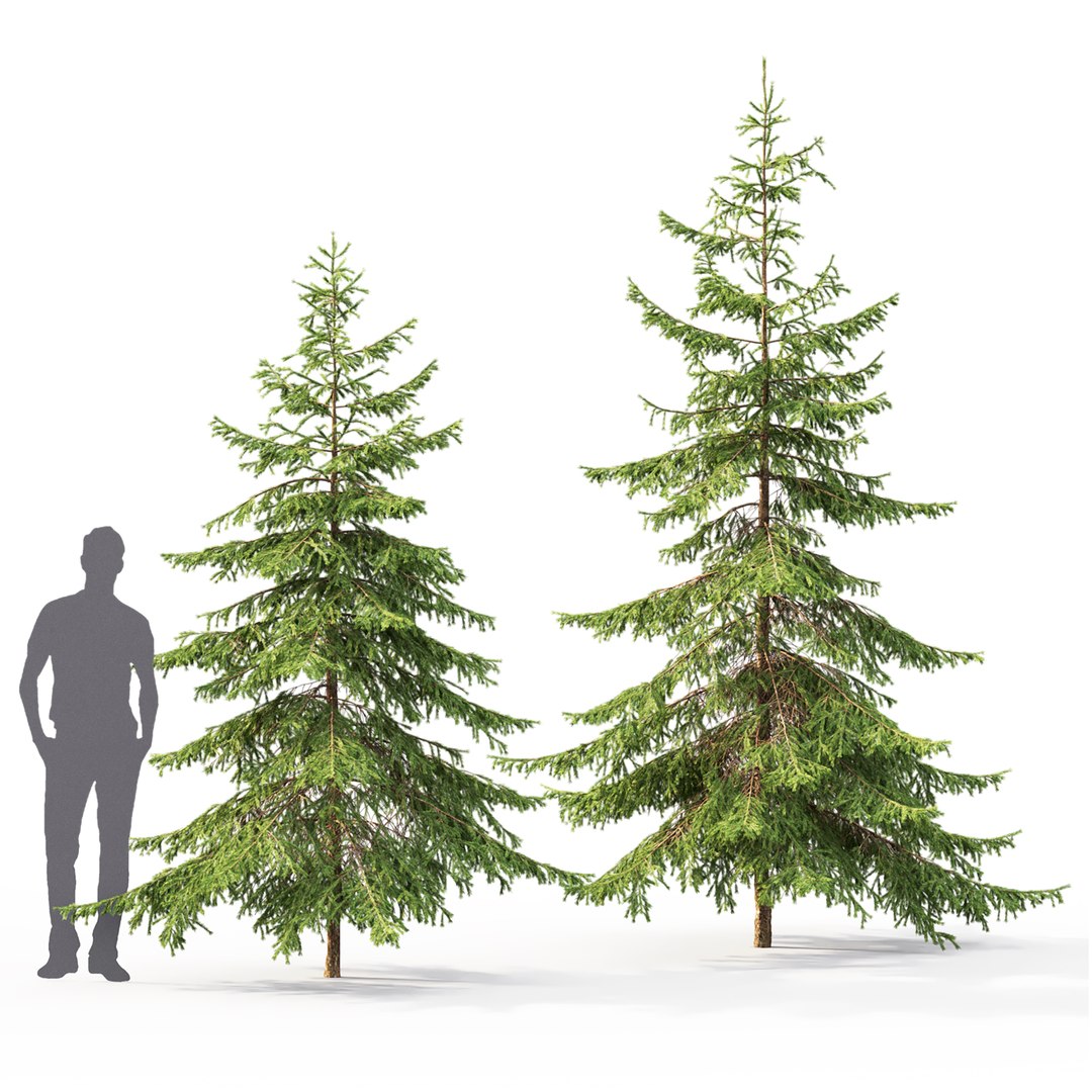Spruce Tree Nature 3D Model - TurboSquid 1693823