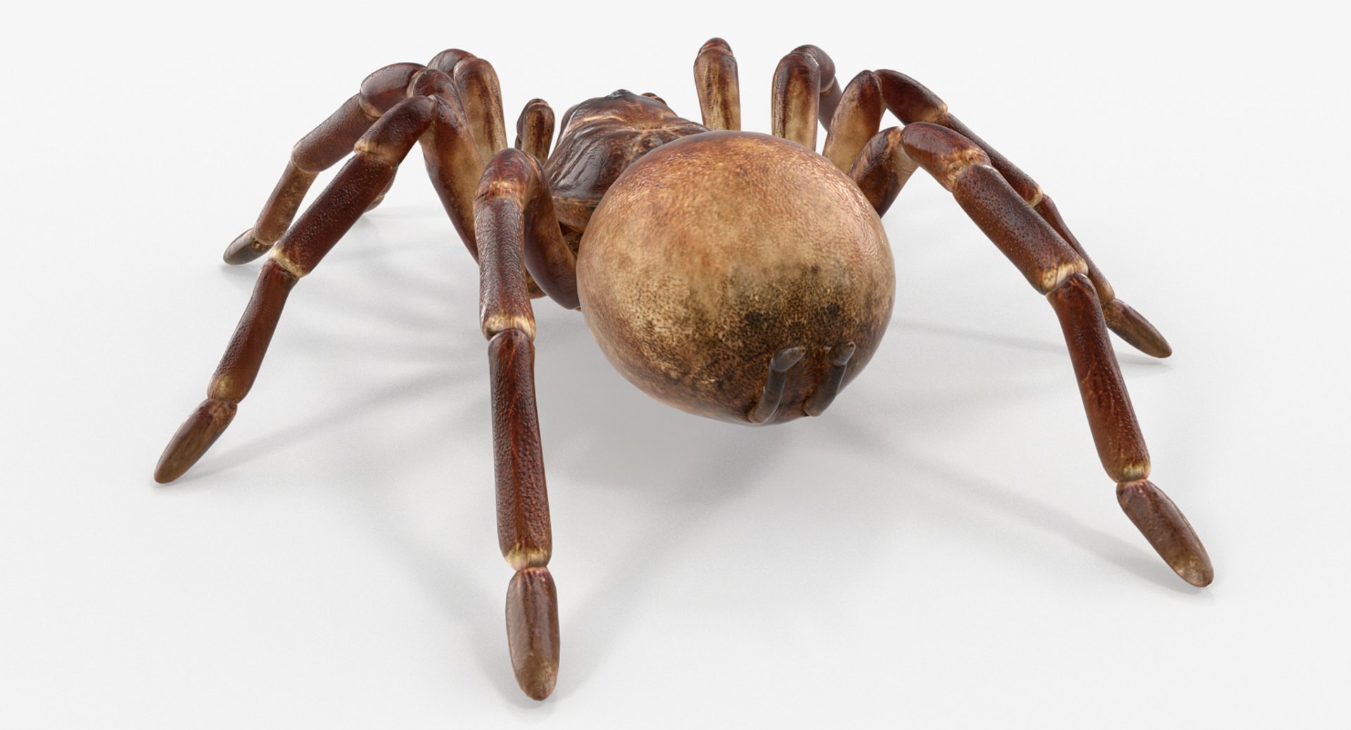 Goliath Birdeater Rigged Model - TurboSquid 1317497