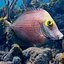 Max Yellow Eye Tang