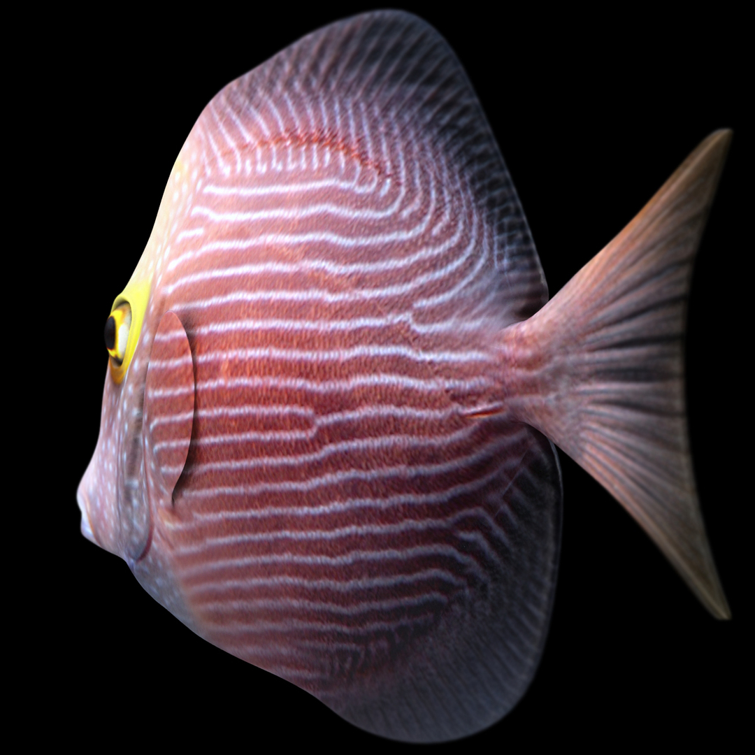max yellow eye tang